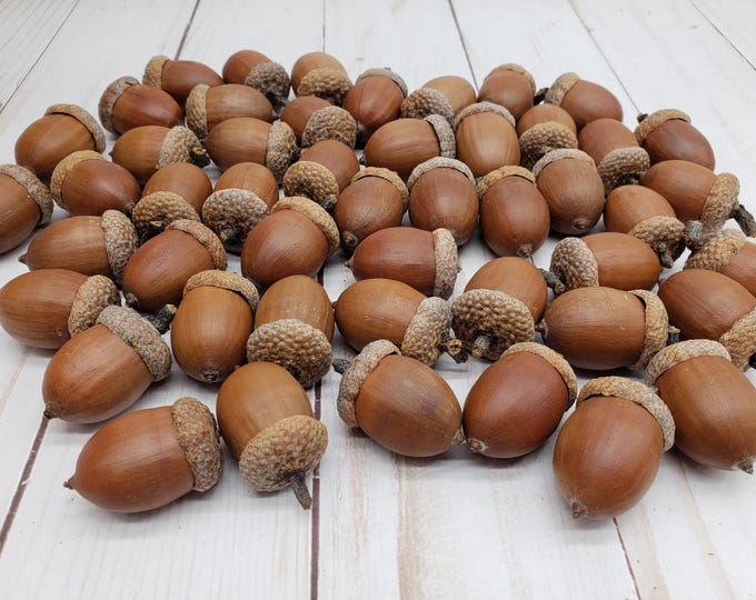 25 Large Natural Acorns With Caps Real Acorns DIY Crafts Thanksgiving ...