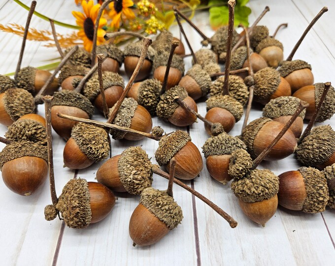 25 Natural Large Acorns With Caps Real Acorns DIY Crafts Thanksgiving ...