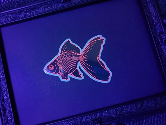 Goldfish Skeleton