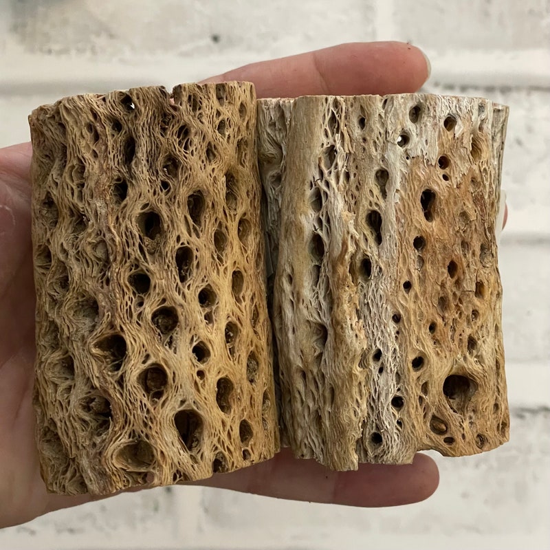 Cholla Wood - Etsy