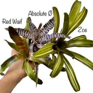 10 Assorted Mini Terrarium Bromeliads - Etsy