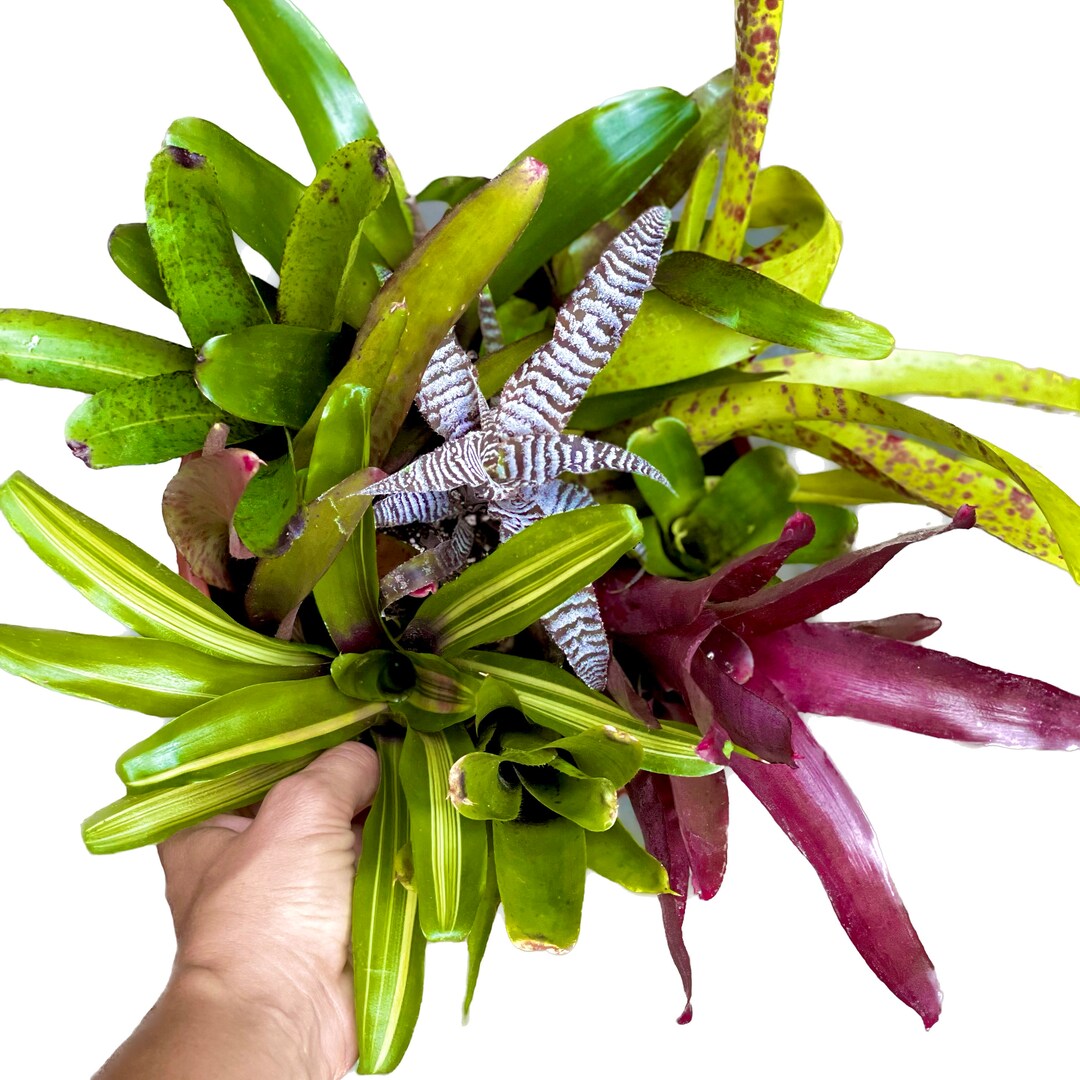 10 Assorted Mini Terrarium Bromeliads - Etsy