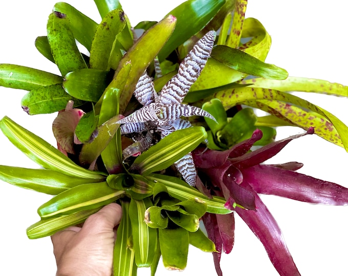 10 Assorted Mini Terrarium Bromeliads - Etsy