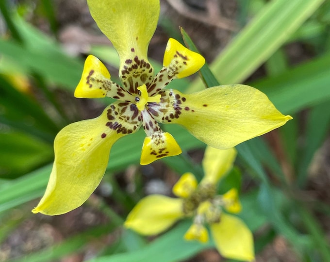 Blue & White Walking Iris neomarica Gracilis Plantlets - Etsy