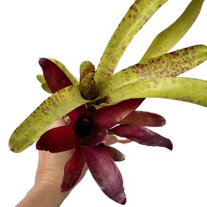 10 Assorted Mini Terrarium Bromeliads - Etsy