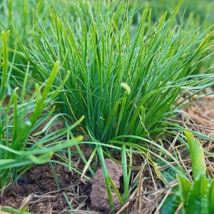 LARGE PACKAGE 300+ Seeds| Garlic Chive Seeds |asian Herb Organic | 韭菜 ...