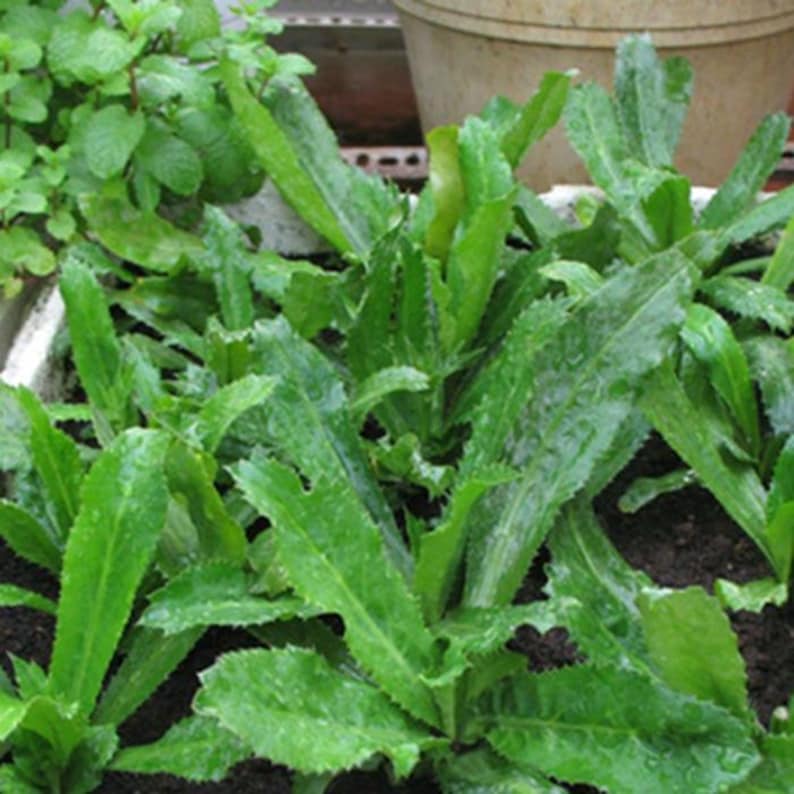 Culantro/ Mexican Recao/ Shadow Beni/sawtooth Coriander/bhandhania ...