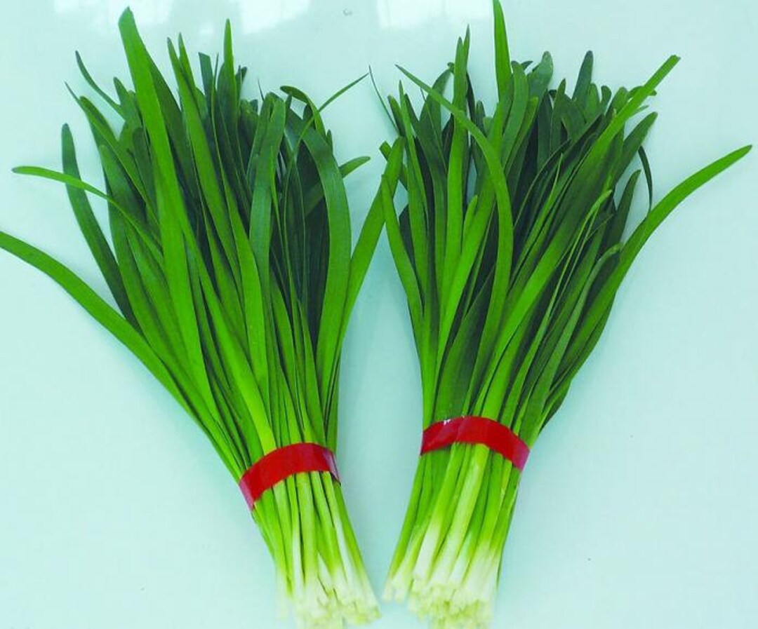 LARGE PACKAGE 300 Seeds Garlic Chive Seeds asian Herb Organic 韭菜 Gow ...