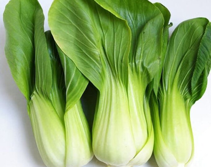 LARGE PACKAGE 300 Seeds Garlic Chive Seeds asian Herb Organic 韭菜 Gow ...