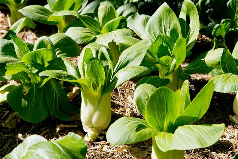Green Stem Bok Choy Seeds, Non-gmo Shanghai Pechay - Etsy Canada