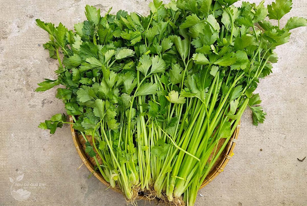 Chinese Celery Seeds | Easy Grow, Tender Stems (1000+ Seeds) - Etsy Canada