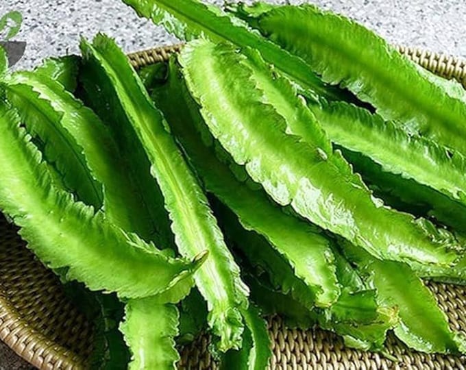 LARGE PACKAGE| 12 Seeds of Birdhouse/bottle Gourd- Lagenaria Siceraria ...
