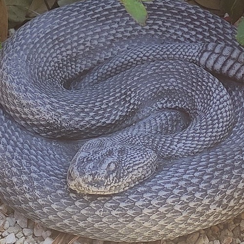 Rattlesnake Concrete Statue Home or Garden Decor Cement - Etsy