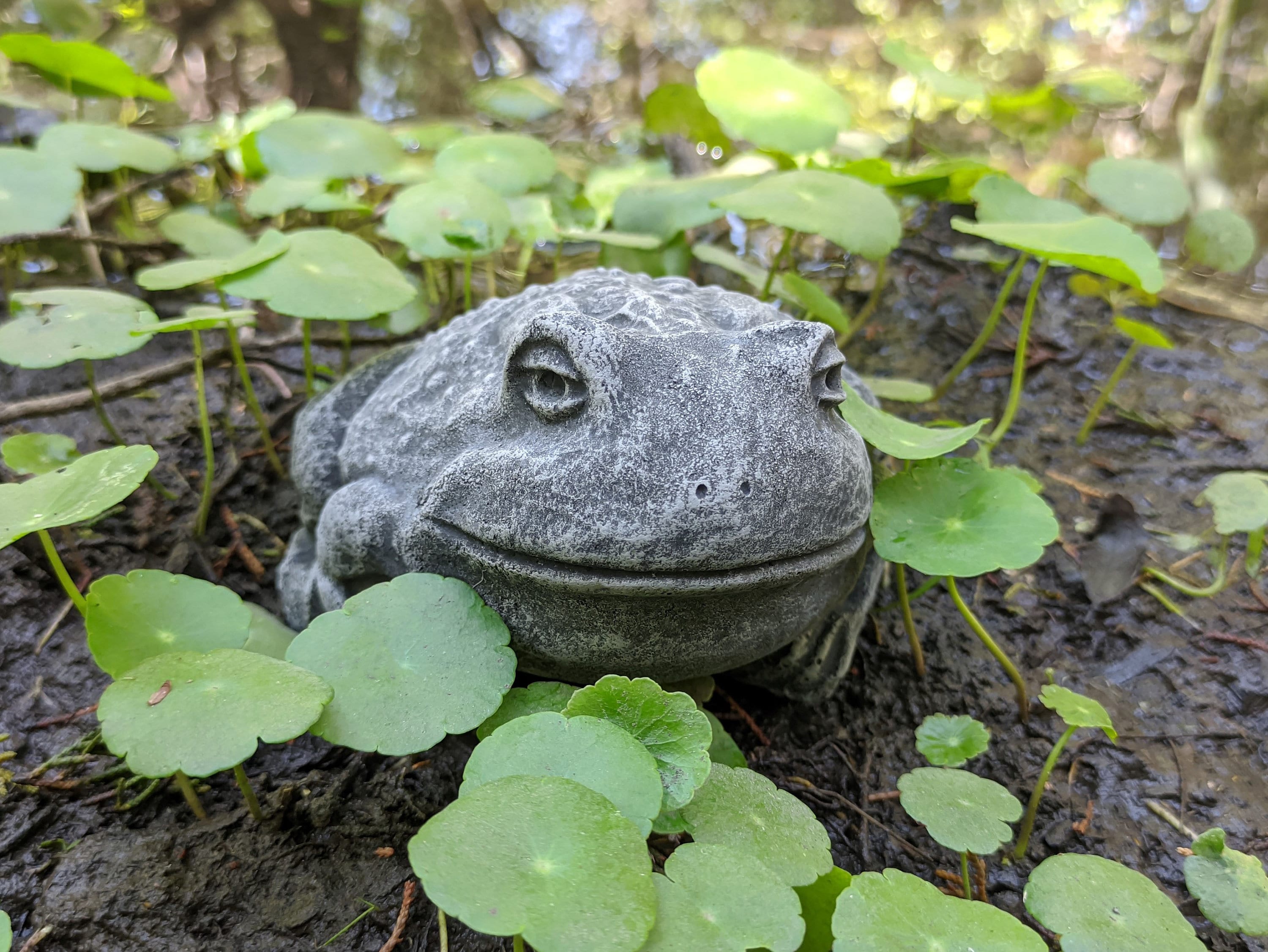 Chilled and Relaxed Toad Concrete Statue Free Shipping - Etsy