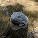 Chilled and Relaxed Toad Concrete Statue Free Shipping Home or Garden ...