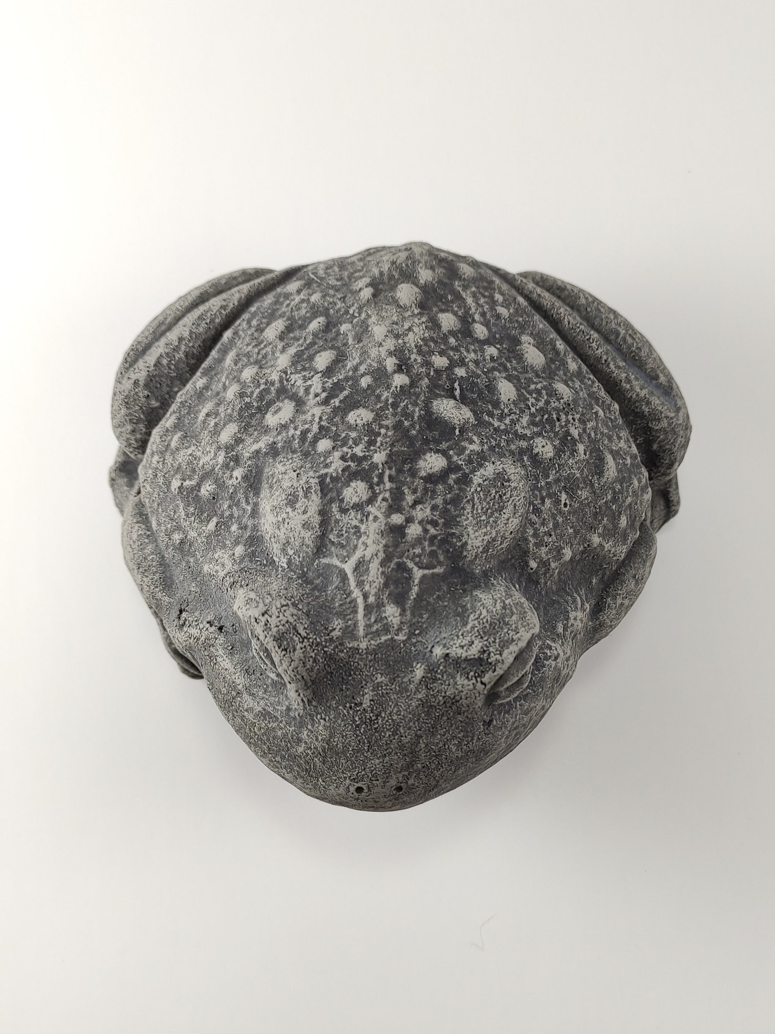 Chilled and Relaxed Toad Concrete Statue Free Shipping - Etsy