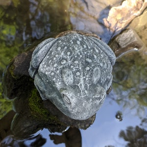 Chilled and Relaxed Toad Concrete Statue Free Shipping - Etsy
