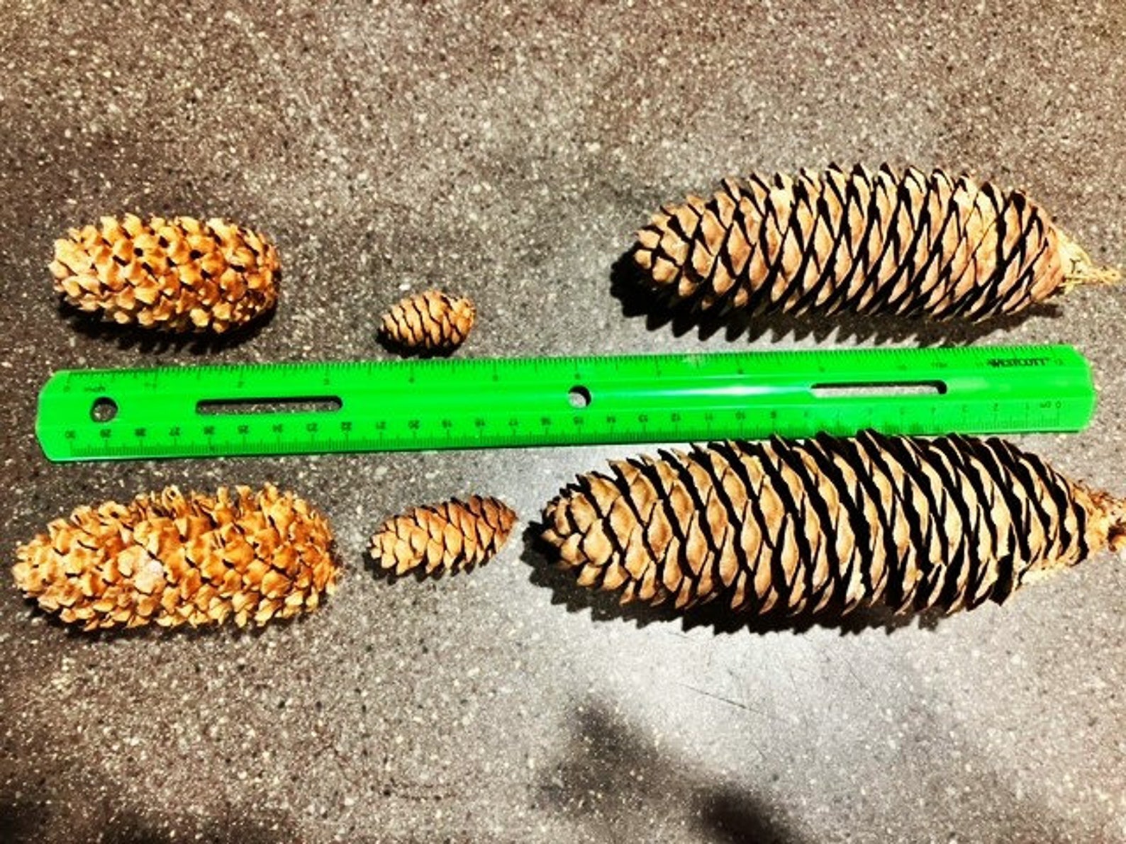 Bulk Pinecone Mix, 220 Pinecones, Spruce Pinecones, White Pinecones ...