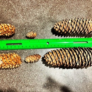 Bulk Pinecone Mix, 220 Pinecones, Spruce Pinecones, White Pinecones ...