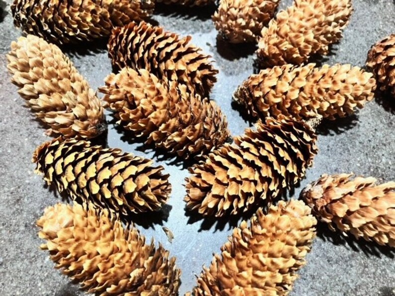 Bulk Pinecone Mix, 220 Pinecones, Spruce Pinecones, White Pinecones ...