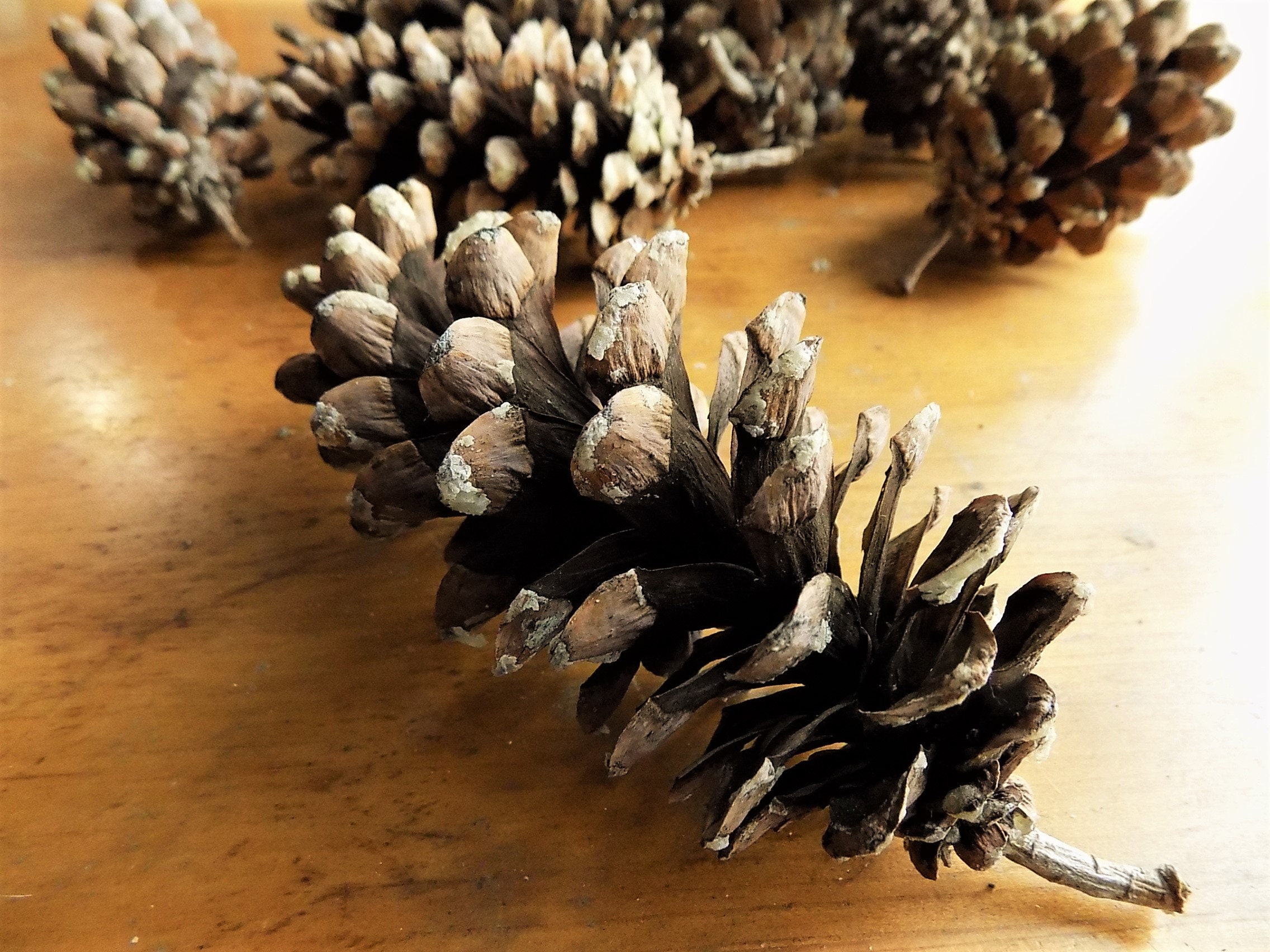 15 Michigan White Pine, Pinecones, 5” - 7” - Etsy