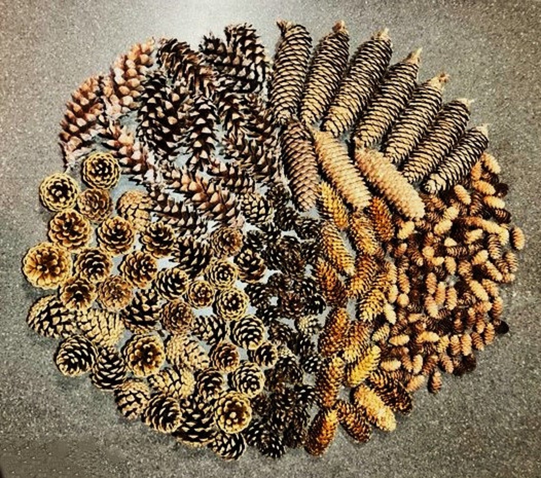 Bulk Pinecone Mix, 220 Pinecones, Spruce Pinecones, White Pinecones ...