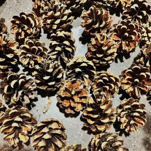 Bulk Pinecone Mix, 220 Pinecones, Spruce Pinecones, White Pinecones ...