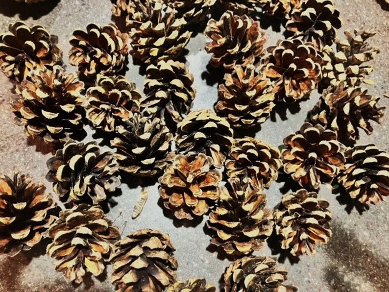 Bulk Pinecone Mix, 220 Pinecones, Spruce Pinecones, White Pinecones ...