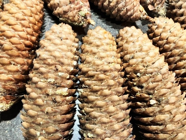 Bulk Pinecone Mix, 220 Pinecones, Spruce Pinecones, White Pinecones ...