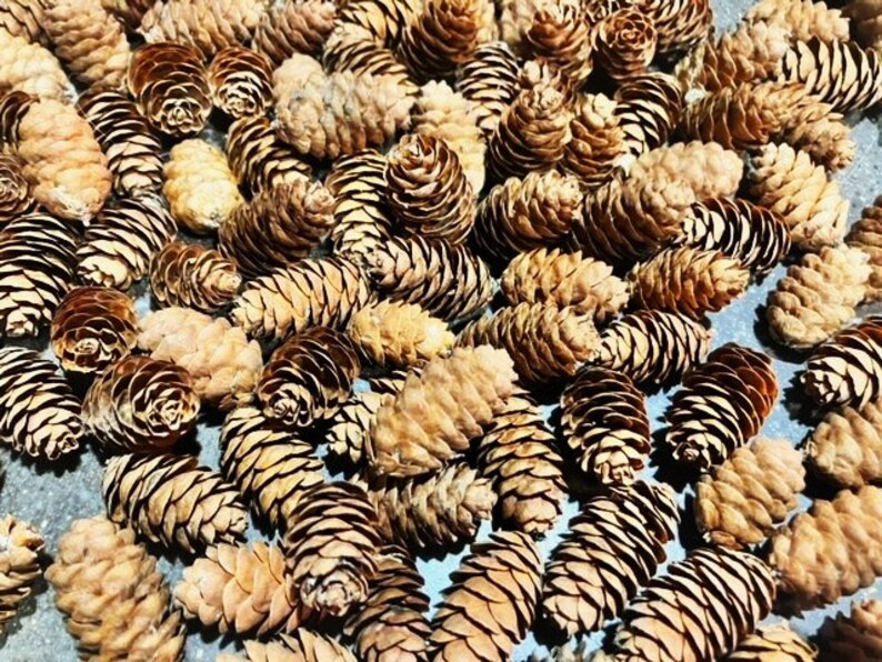 Bulk Pinecone Mix, 220 Pinecones, Spruce Pinecones, White Pinecones ...