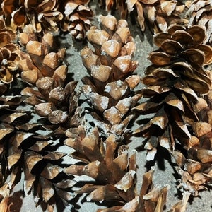 Bulk Pinecone Mix, 220 Pinecones, Spruce Pinecones, White Pinecones ...