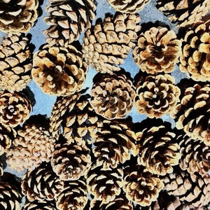 Bulk Pinecone Mix, 220 Pinecones, Spruce Pinecones, White Pinecones ...