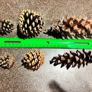 Bulk Pinecone Mix, 220 Pinecones, Spruce Pinecones, White Pinecones ...