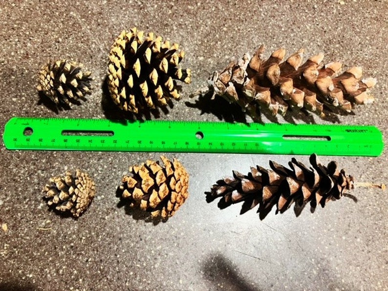 Bulk Pinecone Mix, 220 Pinecones, Spruce Pinecones, White Pinecones ...