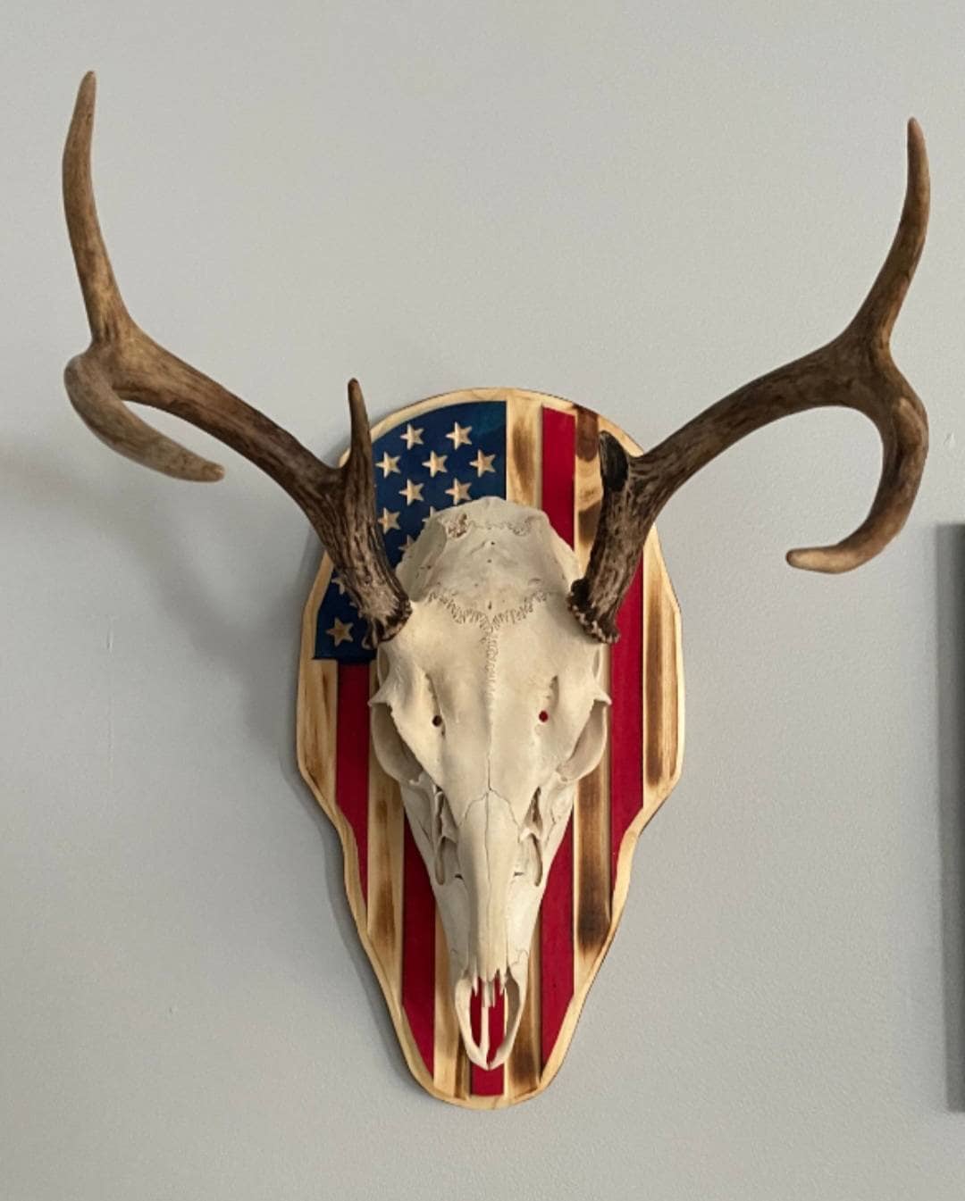 Customizable European Deer Skull Mount Plaque Torched Black Flag Design ...