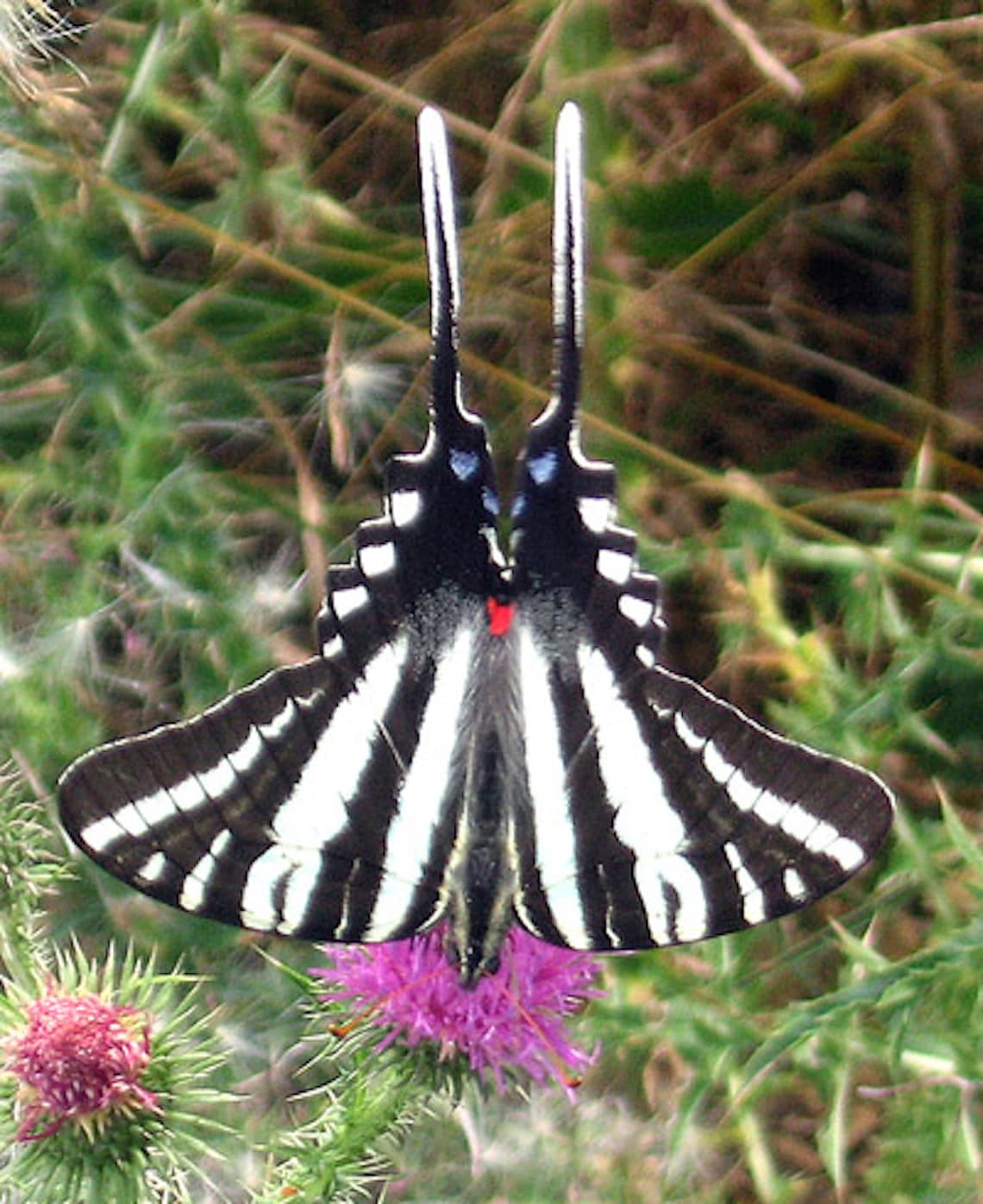 DEVIL-MASK BUTTERFLY - Etsy