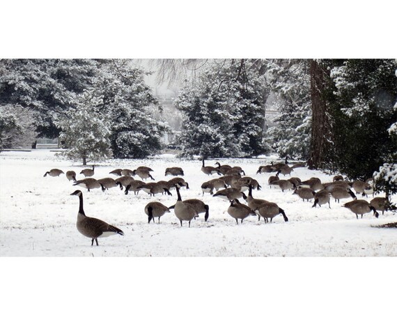 Sentinel Goose Overwatch Suburban Washington DC - Etsy