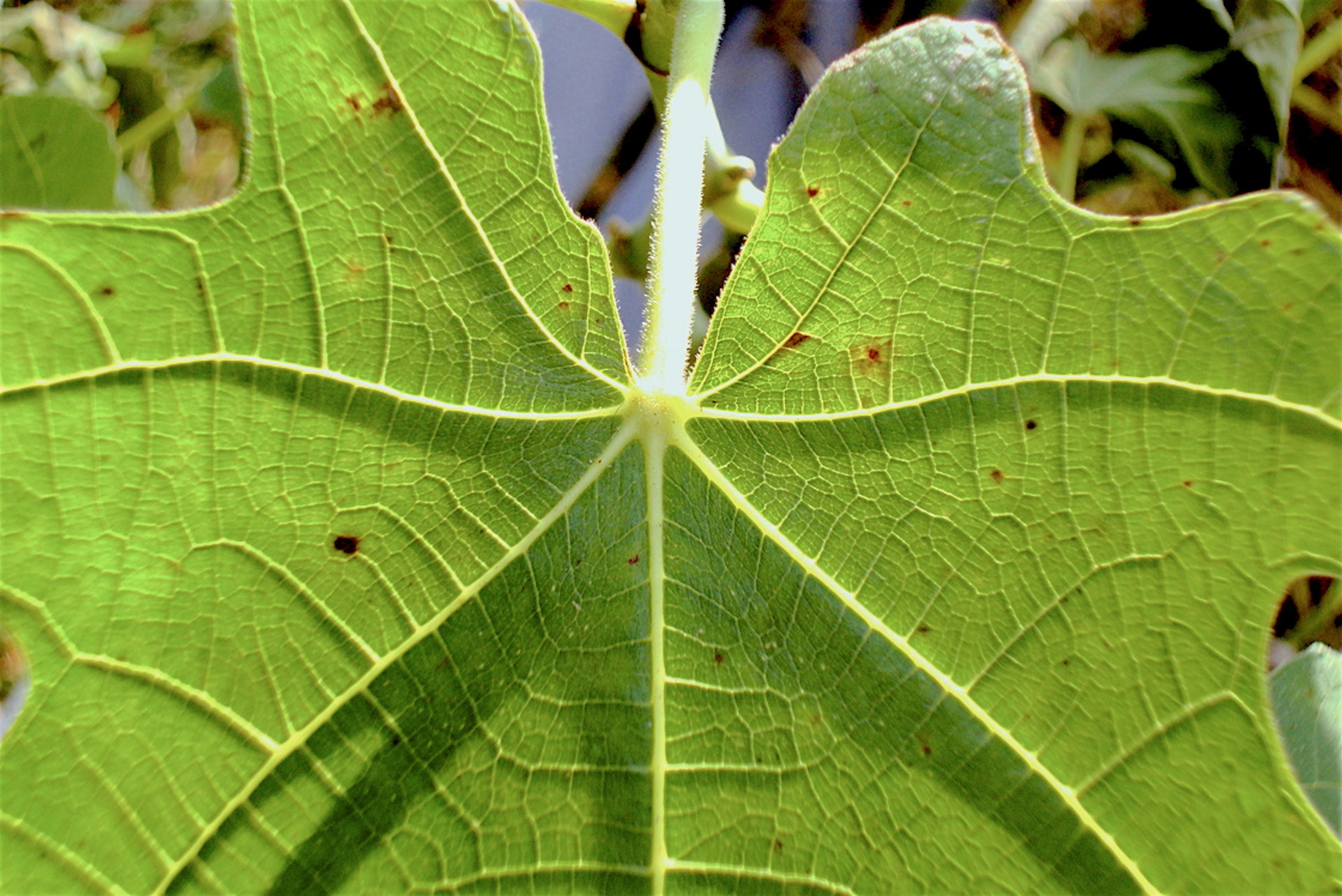 Venous Leaf in Late Fall - Etsy