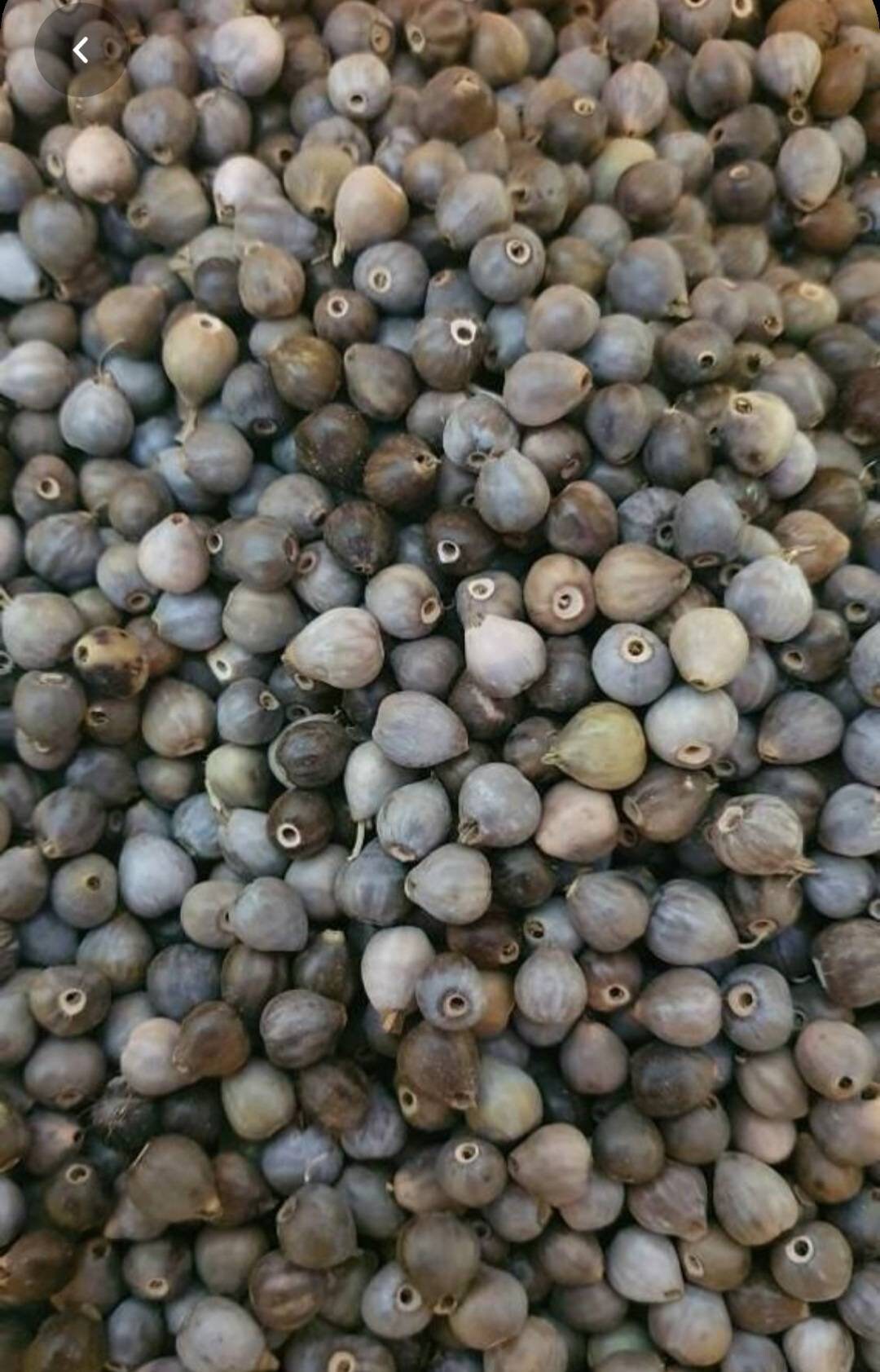 Job's Tears Natural Seeds Beads Drilled 600pcs Coix Jobi Natural Beads ...