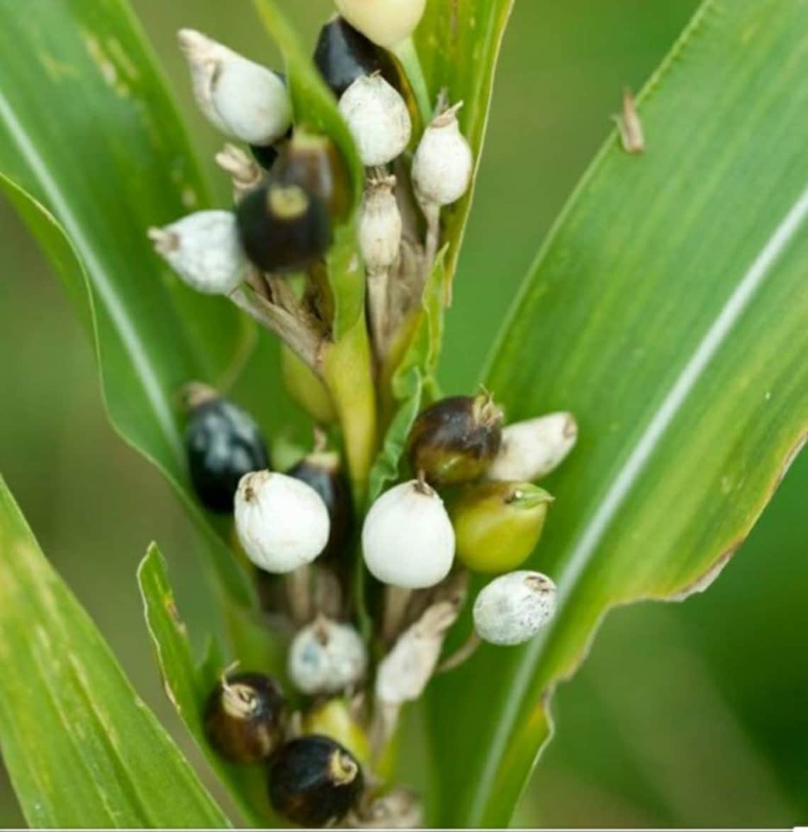 Jobs Tears Seeds Beads Natural Drilled Box 100pcs Coix Lacryma - Etsy