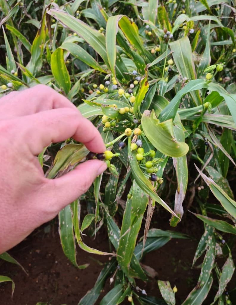 Natural Jobs Tears Seeds Beads Drilled Box 150 Pcs.coix - Etsy