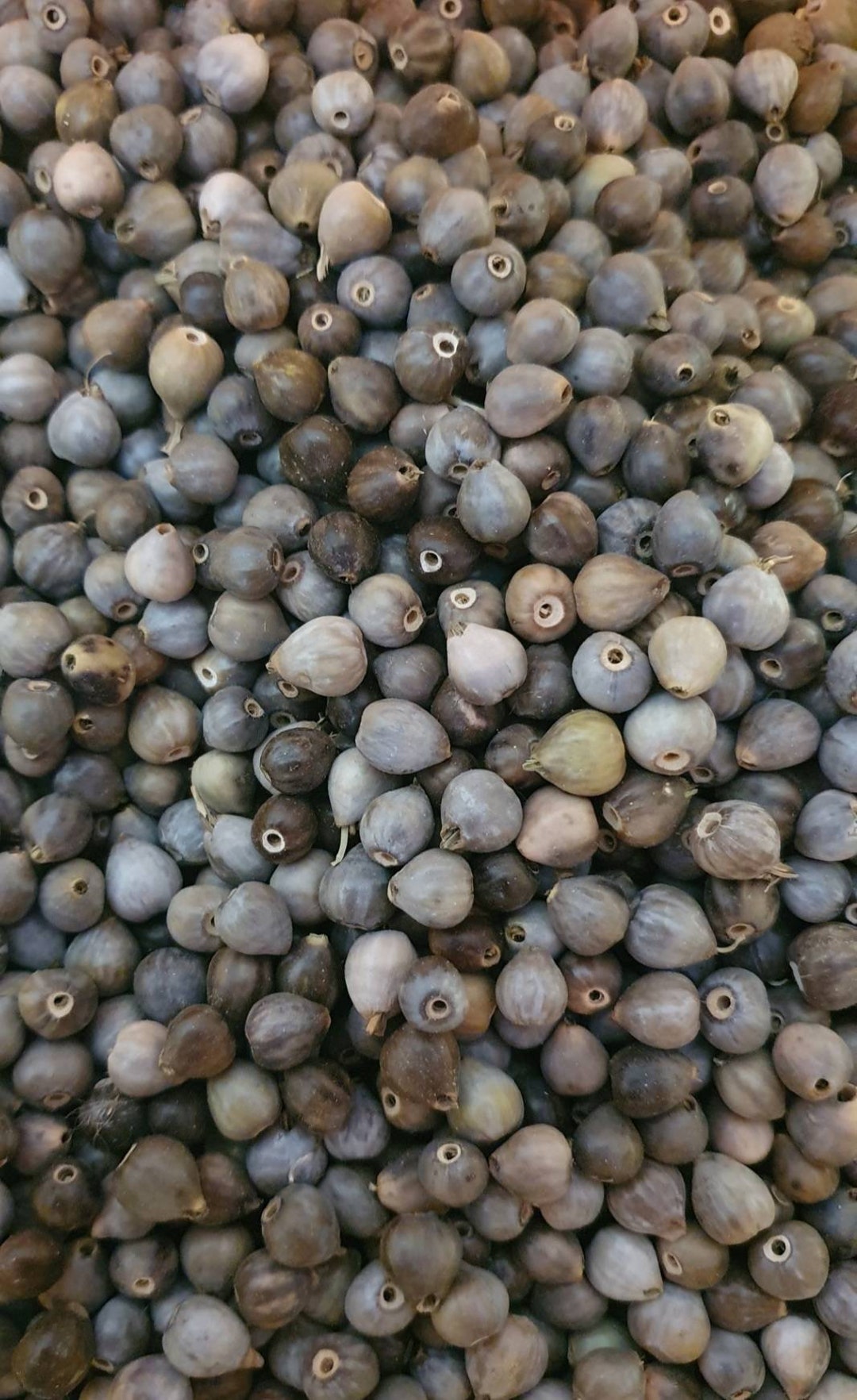 Natural Jobs Tears Seeds Beads Drilled Box 150 Pcs.coix Lacryma Bulk ...
