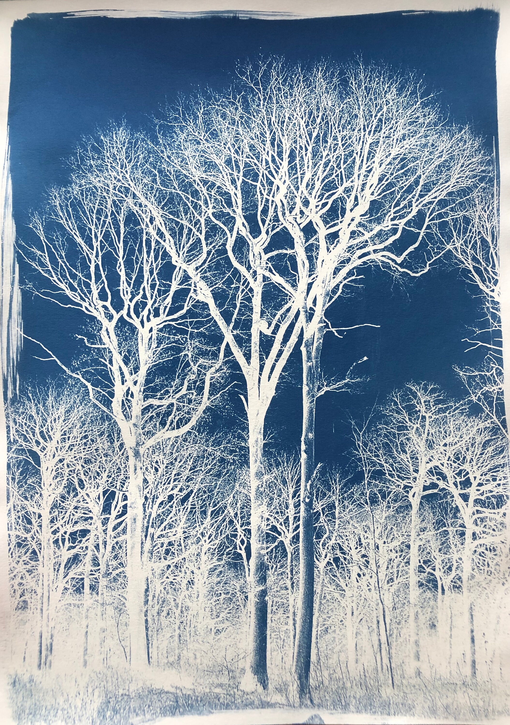 Landscape Trees / Large Format Cyanotype - Etsy UK