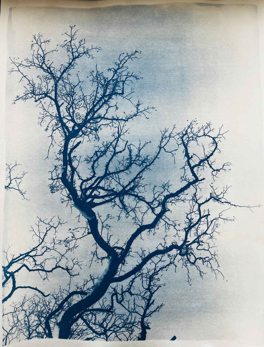 Japanese Tree / Large Format Cyanotype - Etsy
