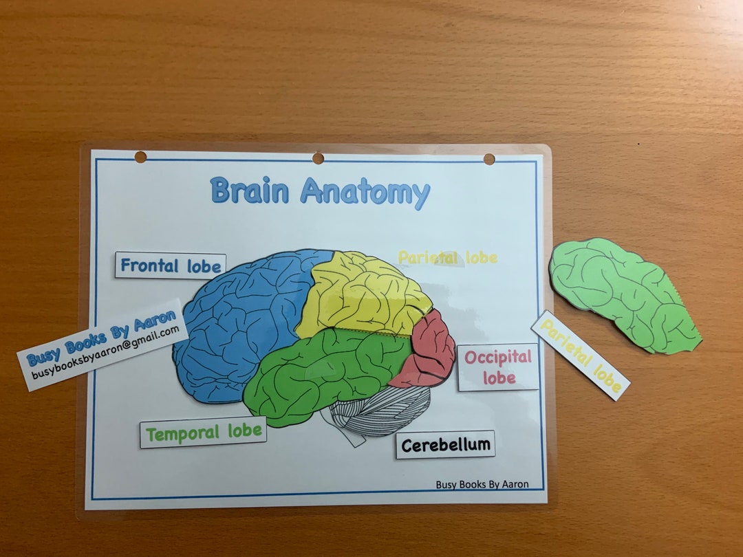 Busy Book Printable Activity: the Brain - Etsy