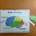 Busy Book Printable Activity: the Brain | Etsy