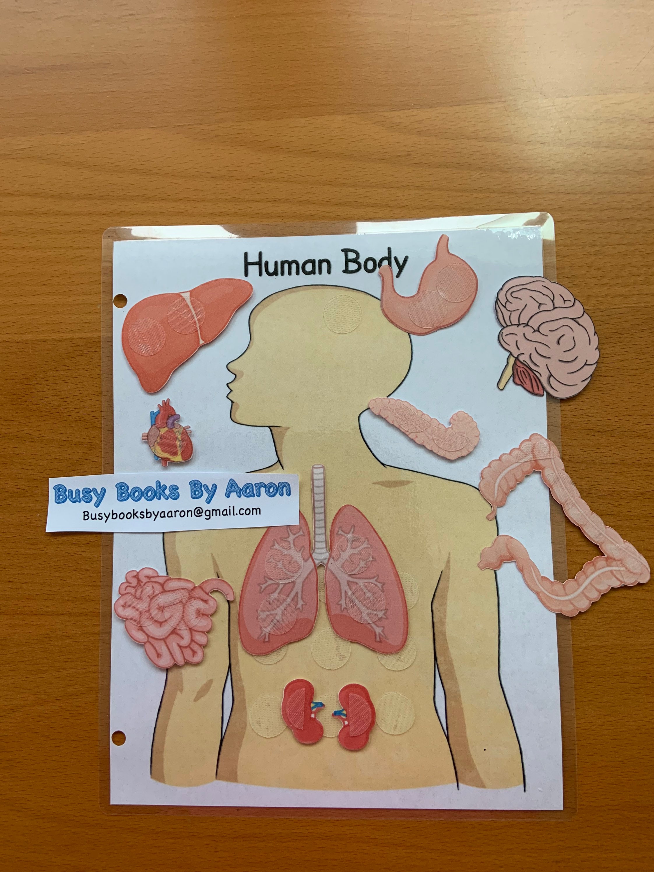 Busy Book Printable Activity: Human Body - Etsy