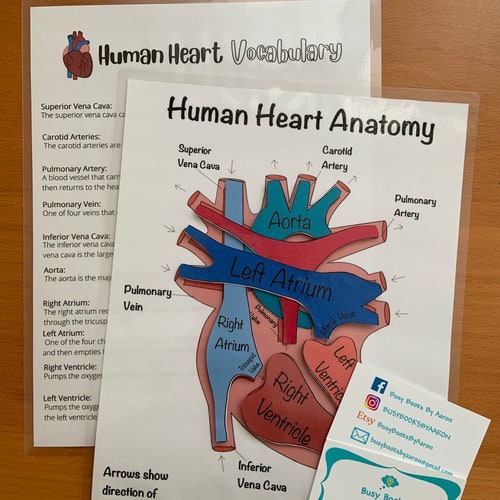 Busy Book Printable Activity: Human Body - Etsy