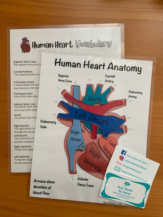 Human Heart Printable Busy Book Activity - Etsy