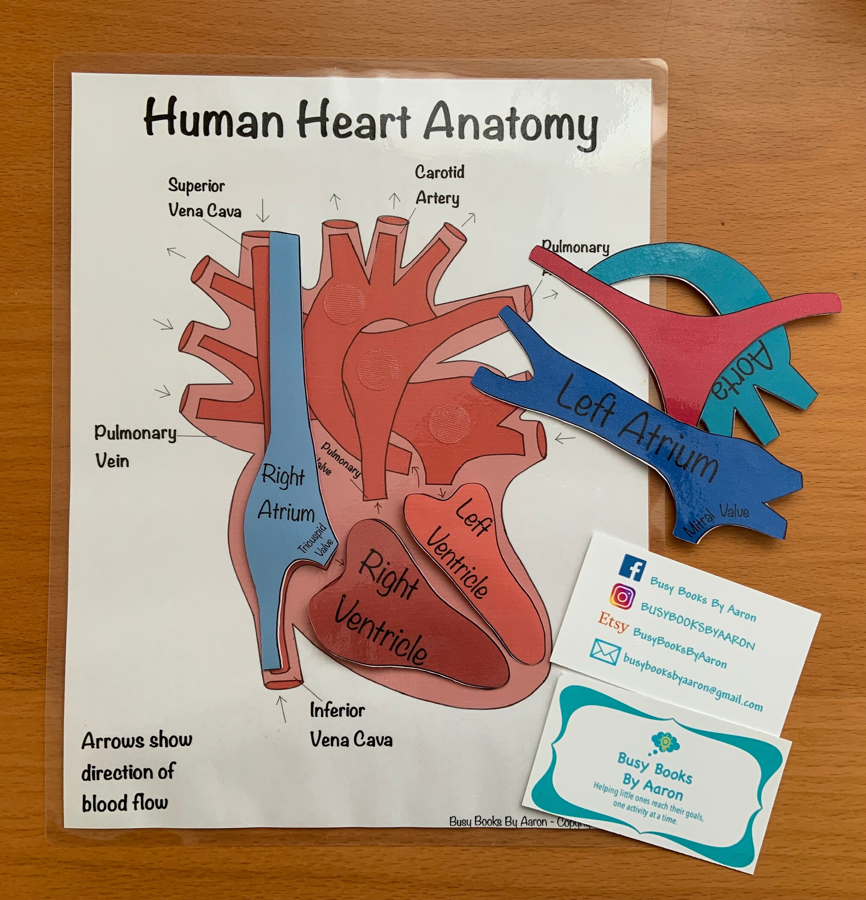Human Heart Printable Busy Book Activity - Etsy